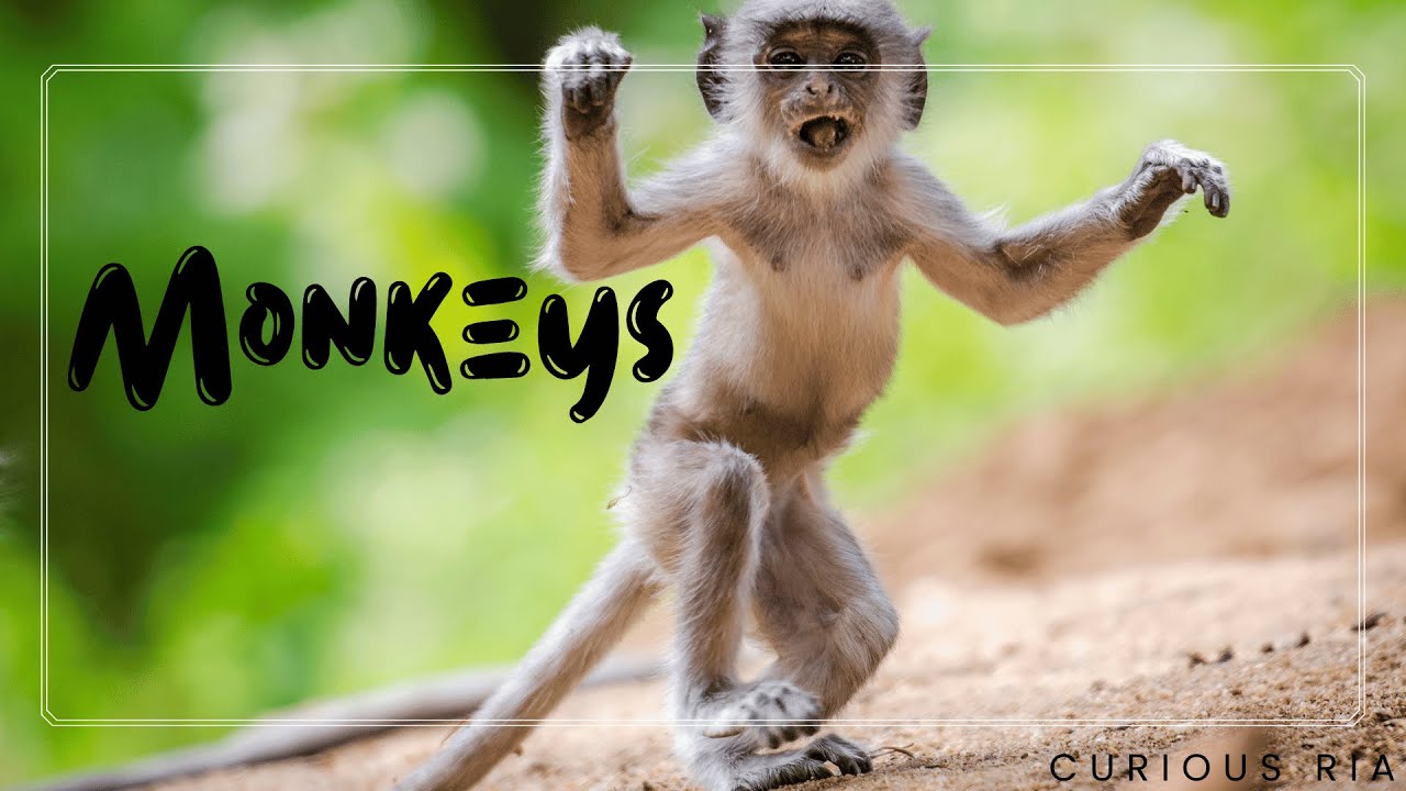 Wild Monkey Adventures - Funny - Best Moments | Relaxing music ...
