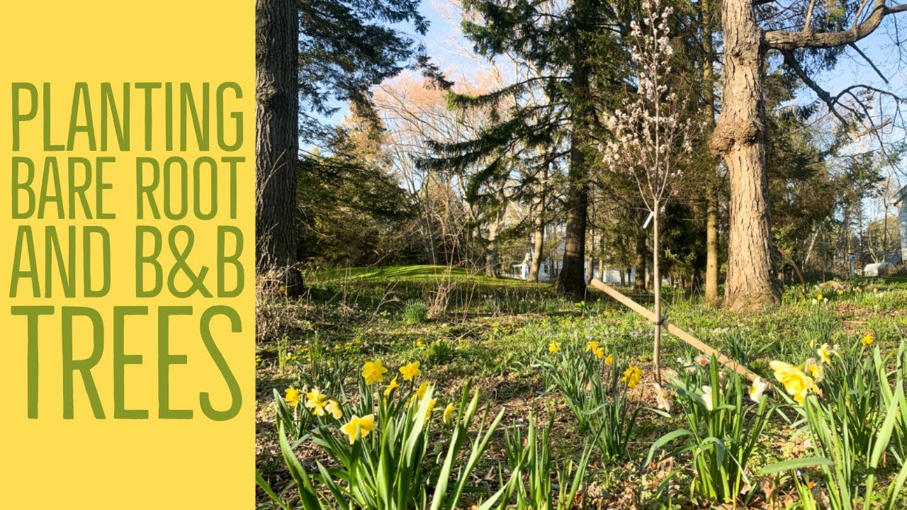 Planting bare root and B&B trees | The Impatient Gardener - YouTube