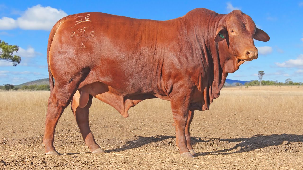 448 SC WILLIAM 246359 PP D4 SCG246359M - YouTube