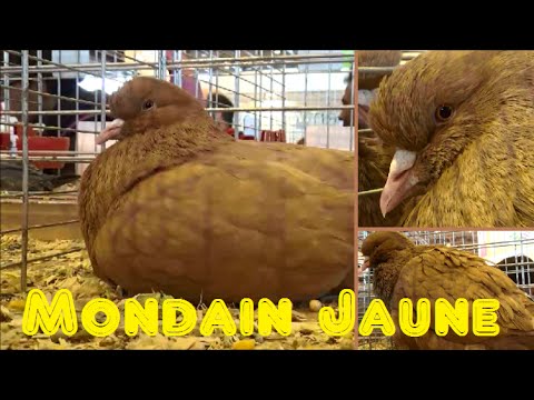 Pigeon Mondain Jaune - Columba - Linnaeus, 1758 - Salon de l ...
