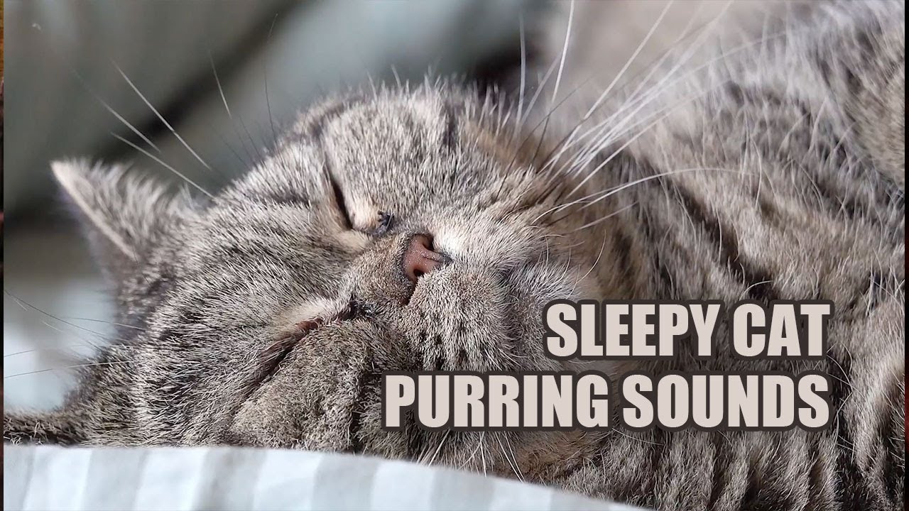 Purring Cat Sound 🐈 Sleepy Kitty Purring Sound - YouTube