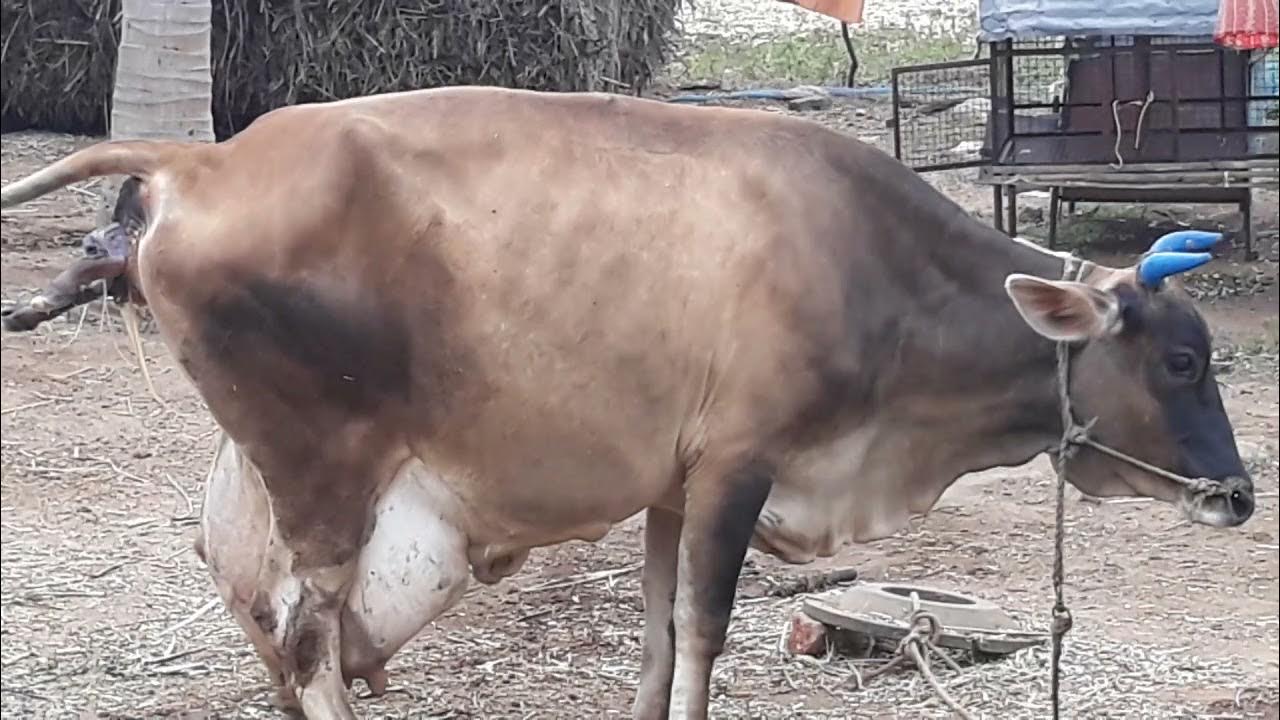 Helping cow to give birth to Calf - YouTube