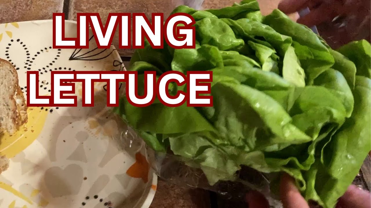 Living Lettuce, What Is It? - YouTube