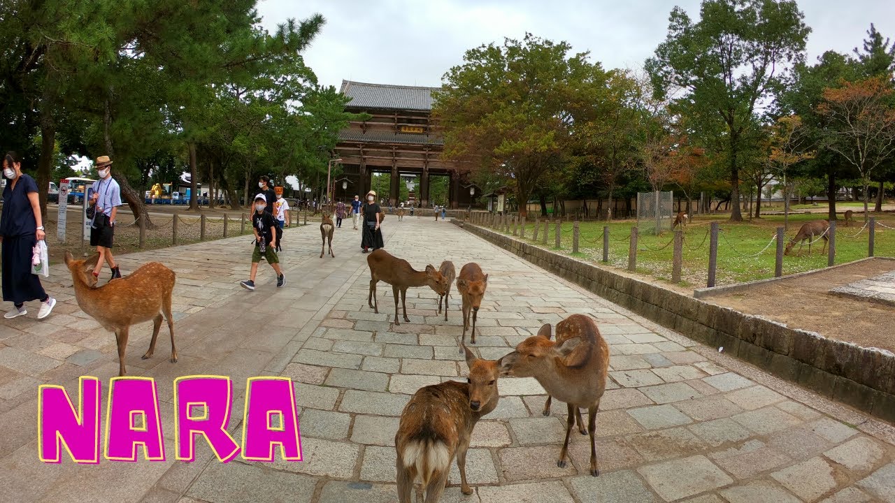 Nara-Kinh đô đầu tiên và lâu đời nhất Nhật Bản với hàng ngàn con nai đi ...