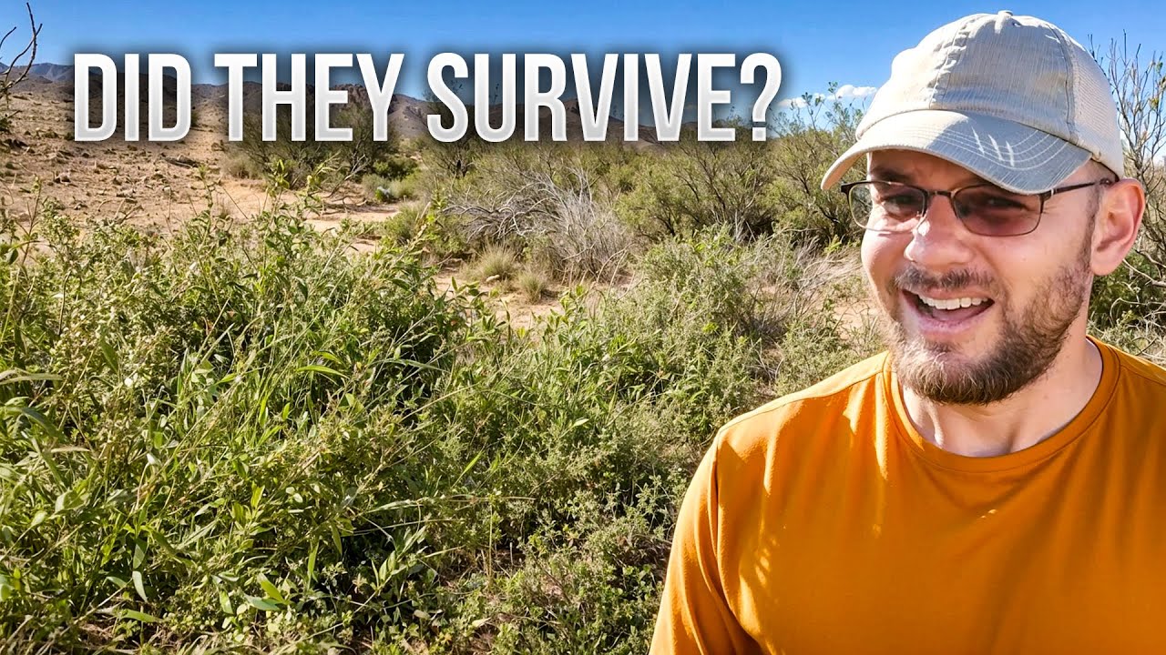 We Built 36 Check Dams... And Then The Rain Came - YouTube