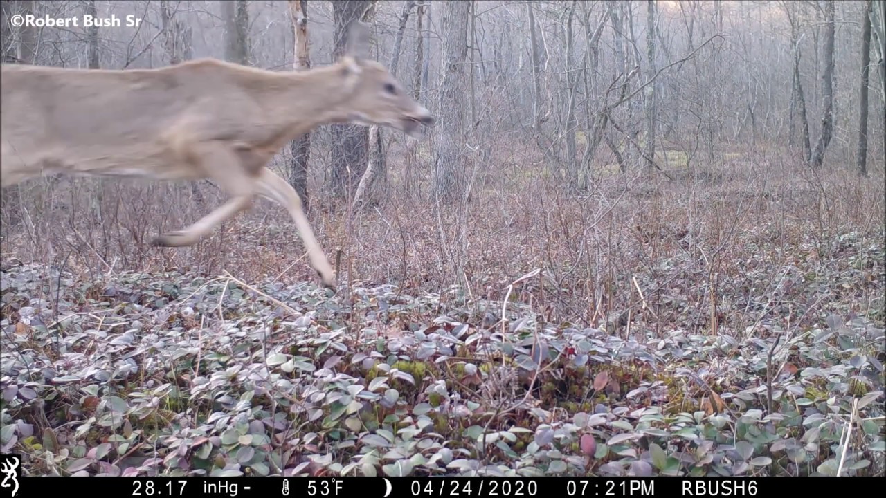 Pennsylvania Whitetail Deer Playing in the Forest! 4/2020 - YouTube