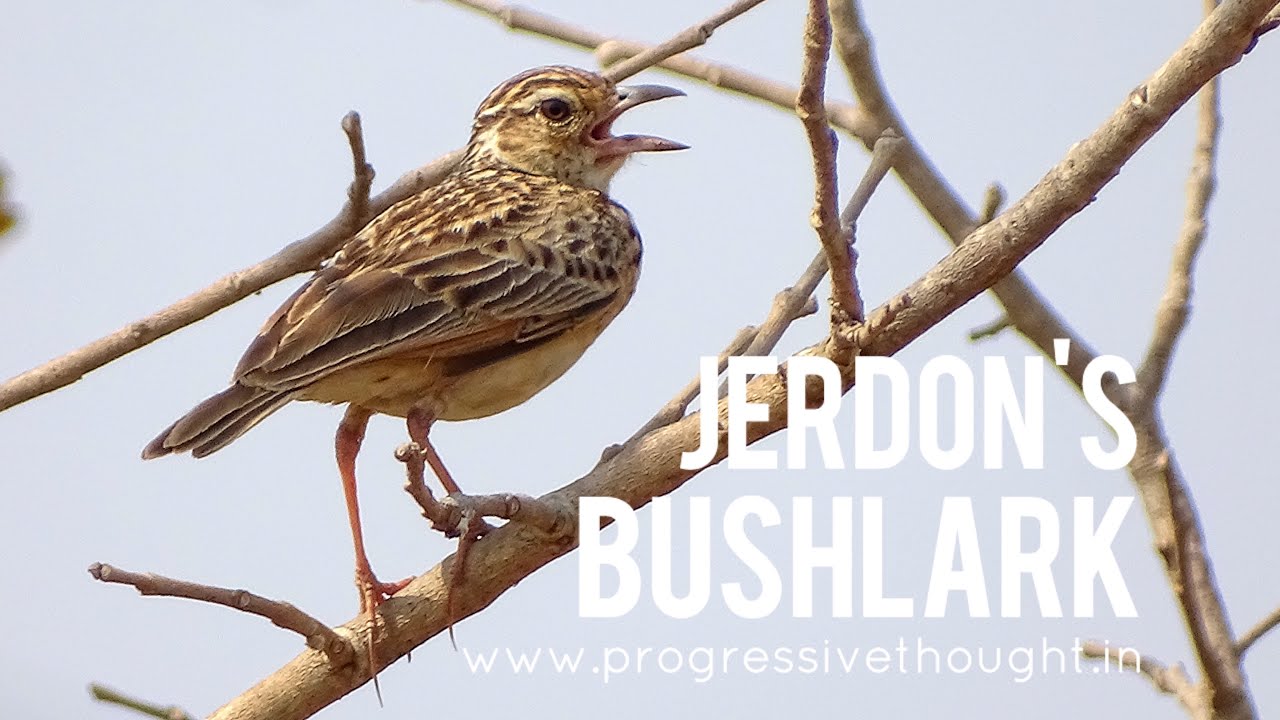 Jerdon’s Bushlark | Indian birds video @ProgressiveThought-birds - YouTube