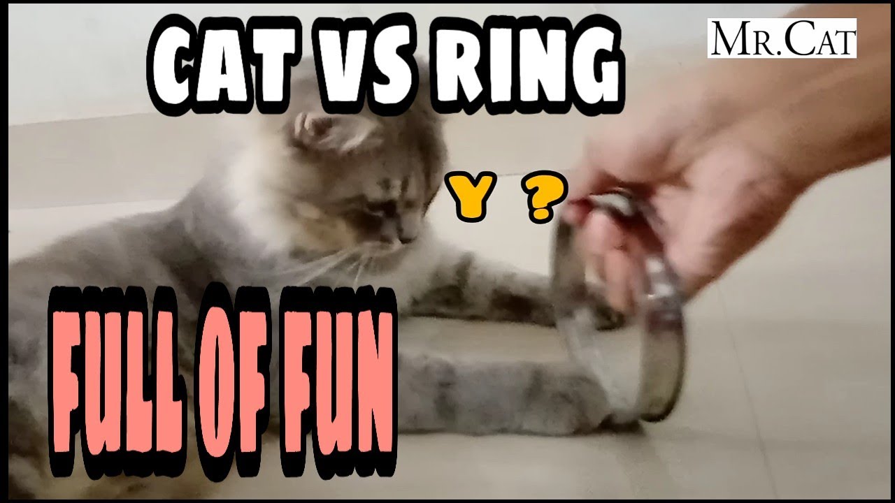 Cat vs Ring, Cat's funny reaction when he disturbed with a ring - YouTube