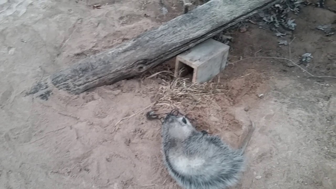 Day 3 River Trapping Wisconsin for Beaver, Coon, and Mink - Grinner ...