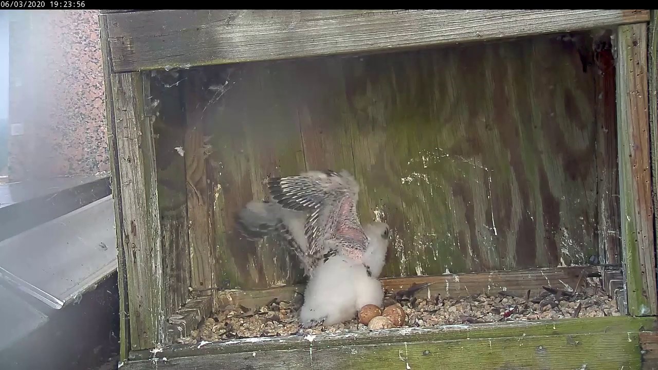 Peregrine Falcon Nest Box