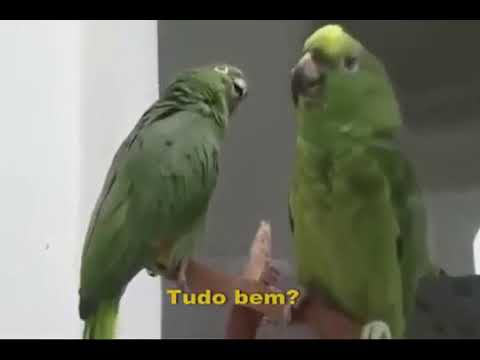 Papagaios macho e femea - YouTube