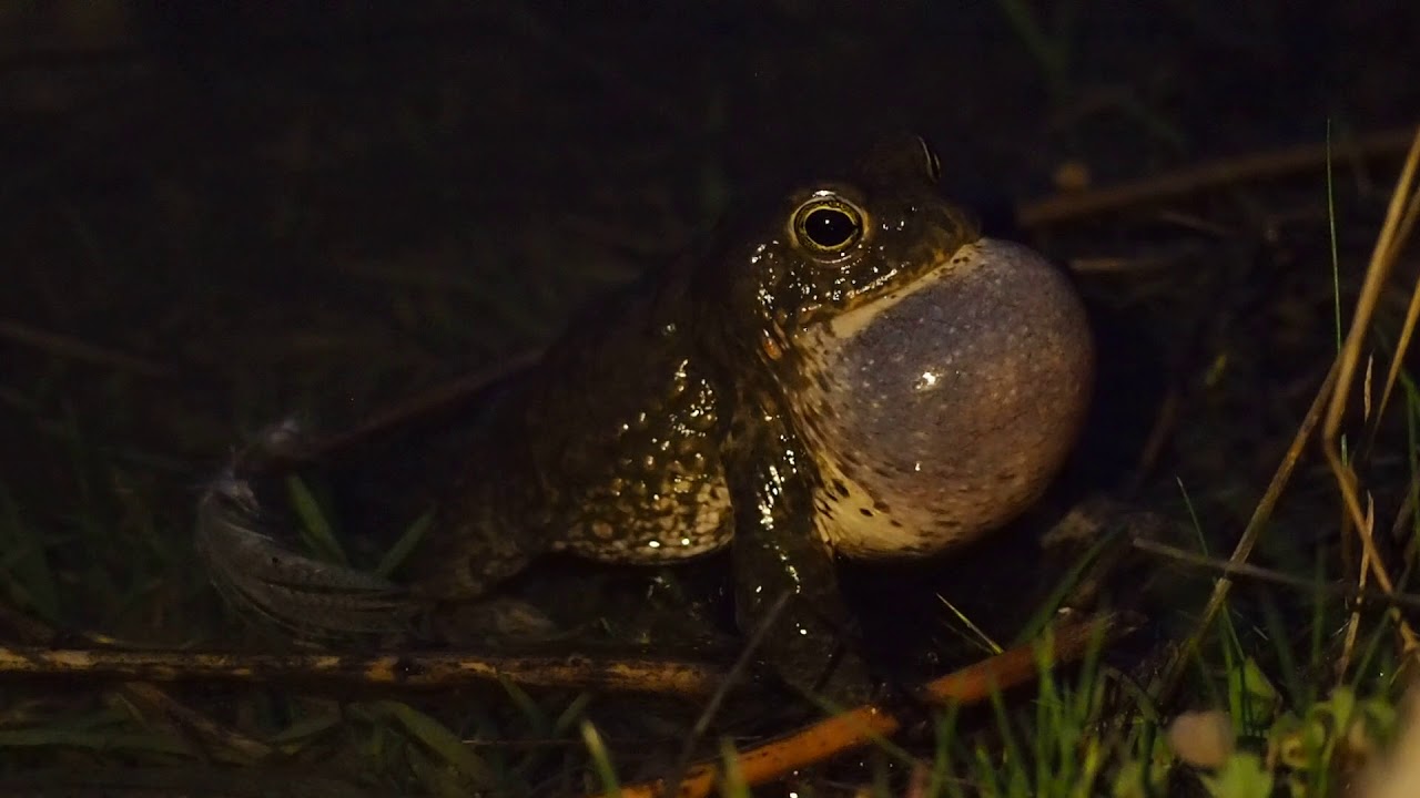 canto sapo corredor - YouTube