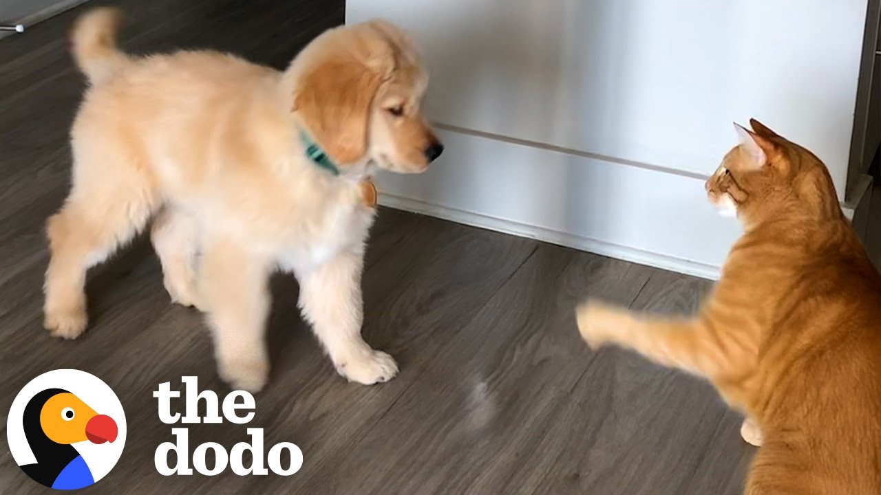 Puppy Loves To Annoy His Cat Big Brother | The Dodo - YouTube