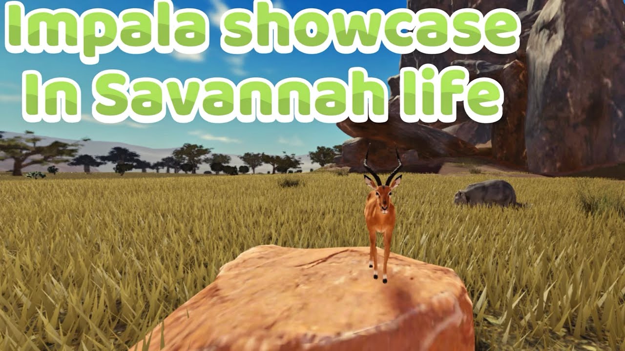 Impala showcase in Savannah life(Roblox) - YouTube