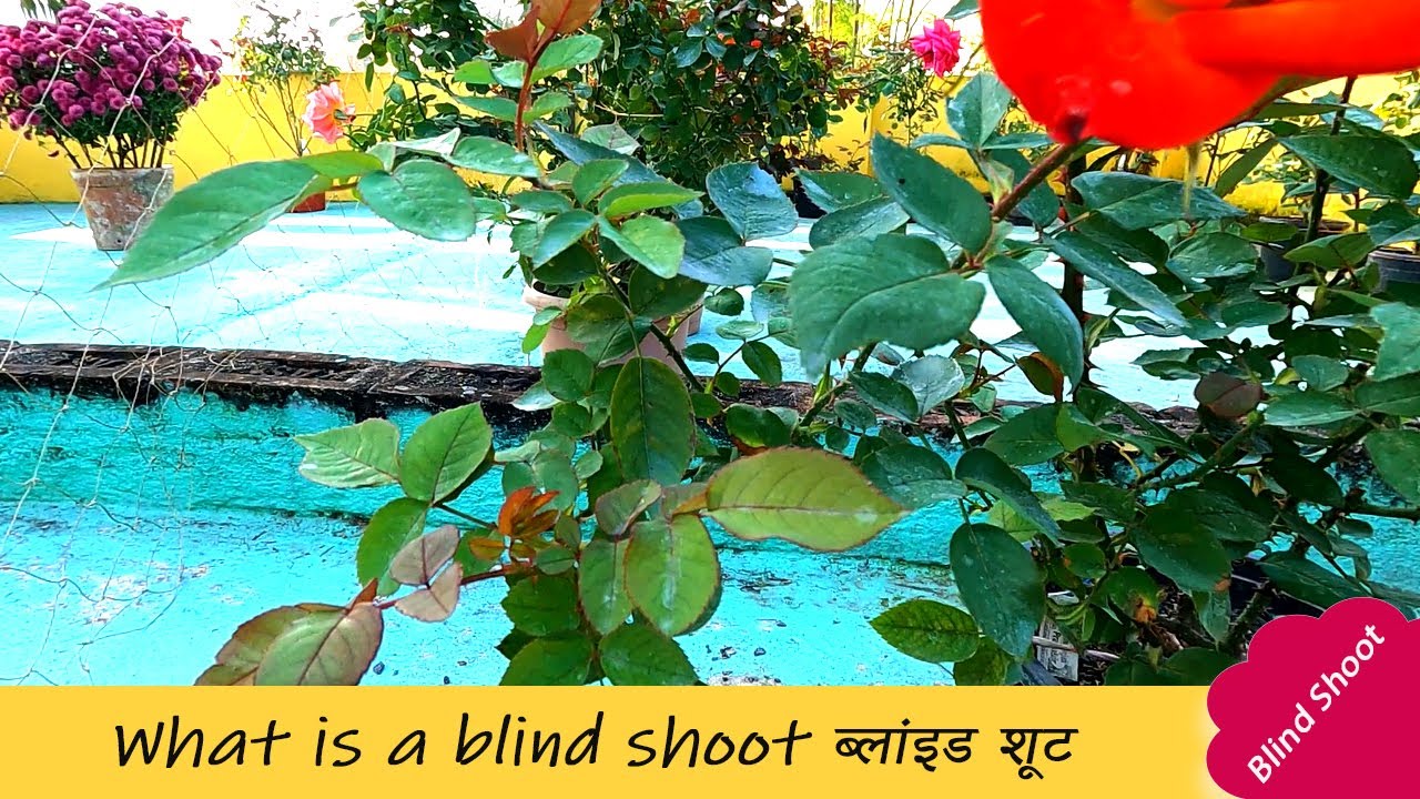 🌹🌹What is a blind shoot | Blind shoots on Roses | ब्लांइडशूट | Solution ...
