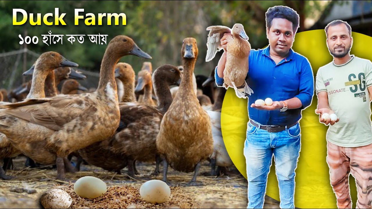 100 Duck Farm -এ কত আয় | Duck Farming in West Bengal | হাঁসের খামার ...