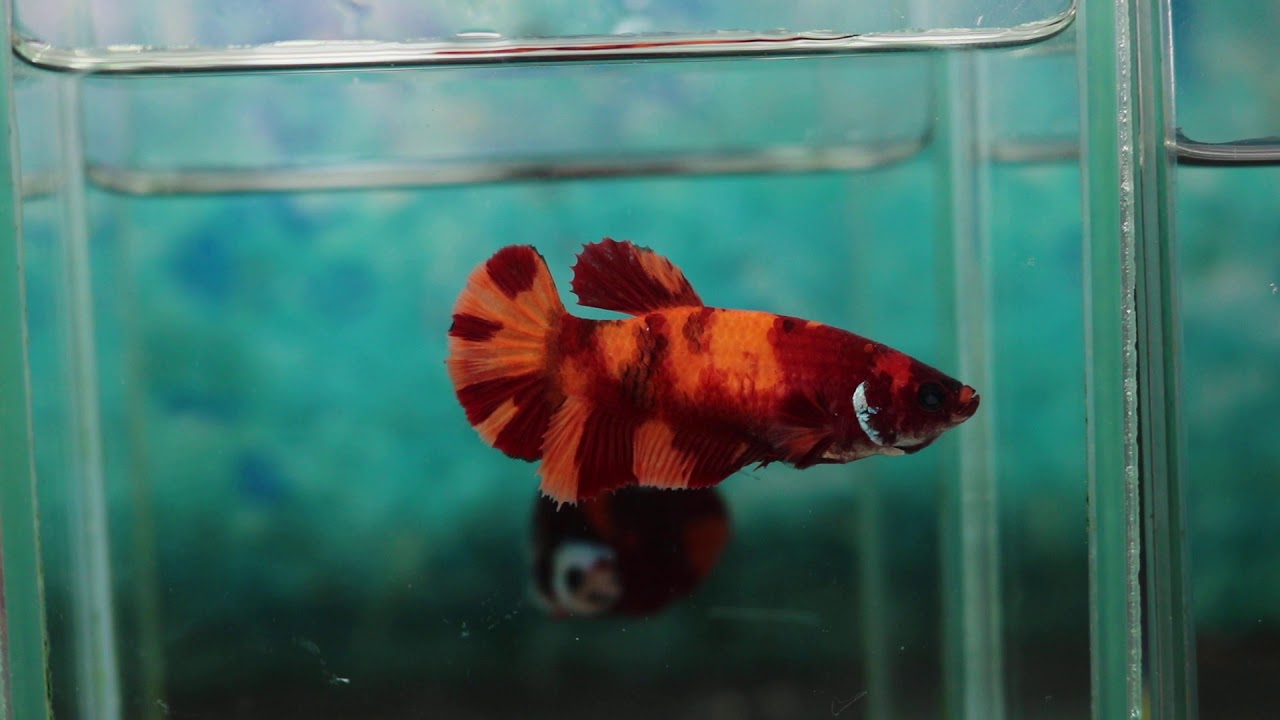 FIRE NEMO HMPK FEMALE bettas by Powerful - YouTube