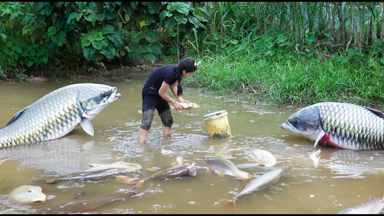 Control the water flow and catch fish in shallow ponds, cook wonderful ...