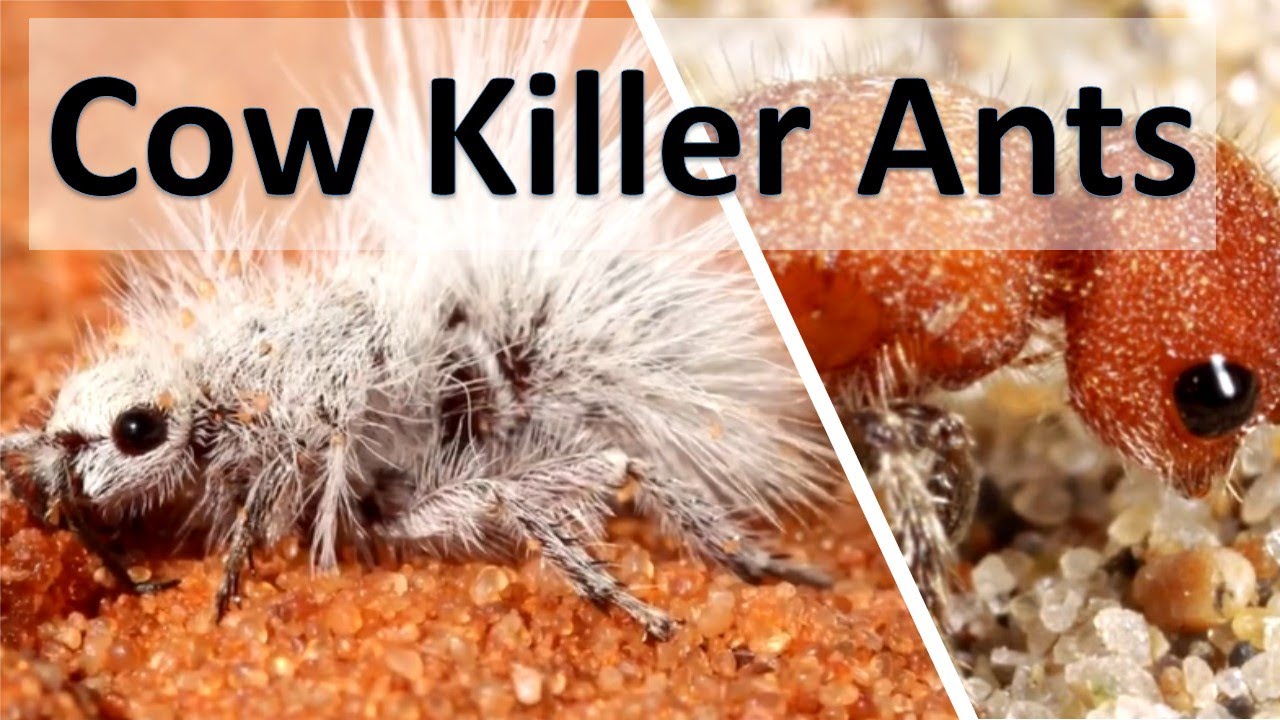 COW KILLER ANTS! RED vs WHITE Thistledown VELVET ANTS, Wasps with ...