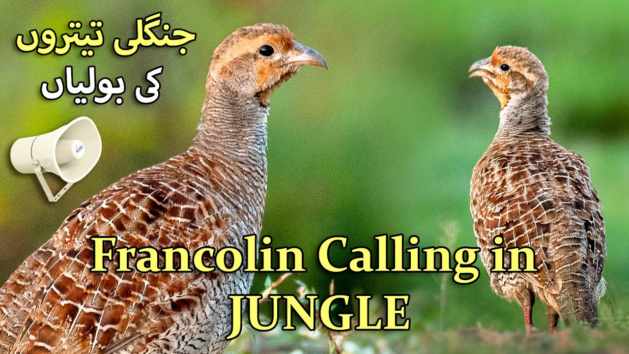 Grey Francolin Voice | Grey Partridge Sounds | Teetar Awaz Partridge ...