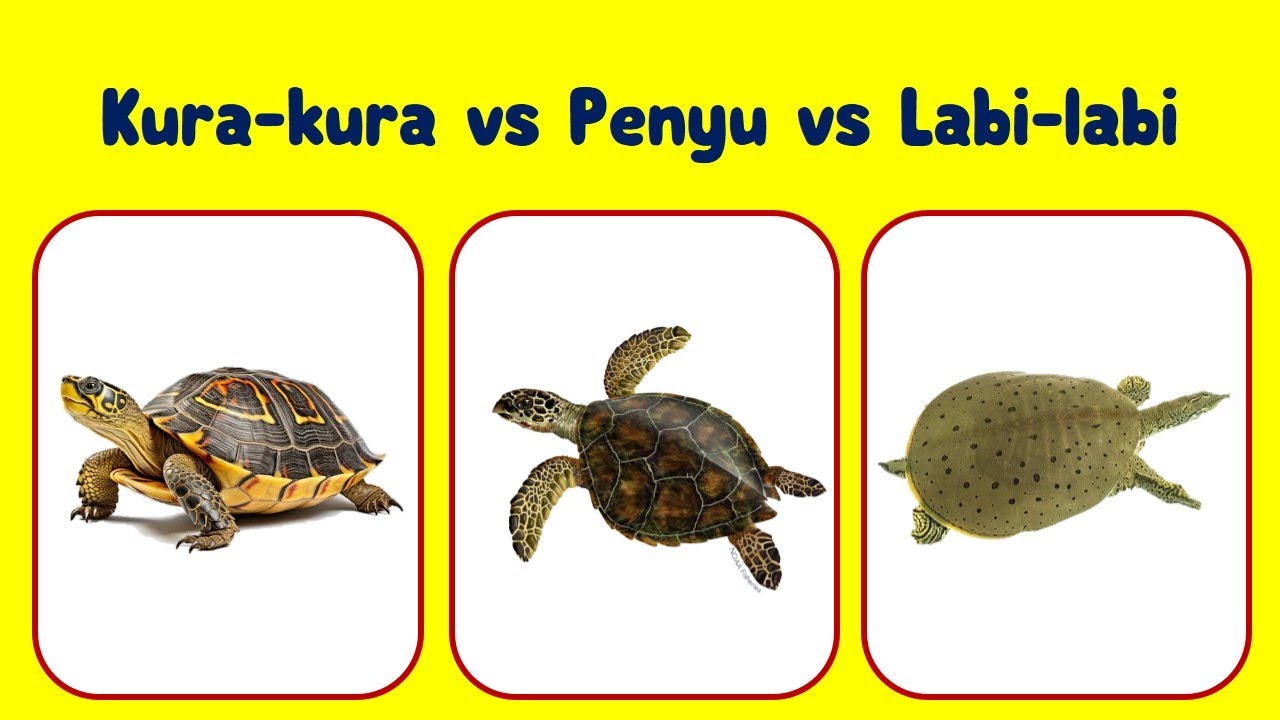Perbedaan Kura-kura, Penyu dan Labi-labi - YouTube
