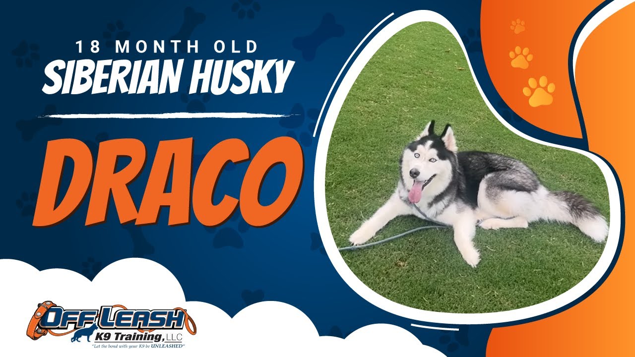 Siberian Husky, 18 Months Old, Draco | Best Dog Trainers Northern VA ...