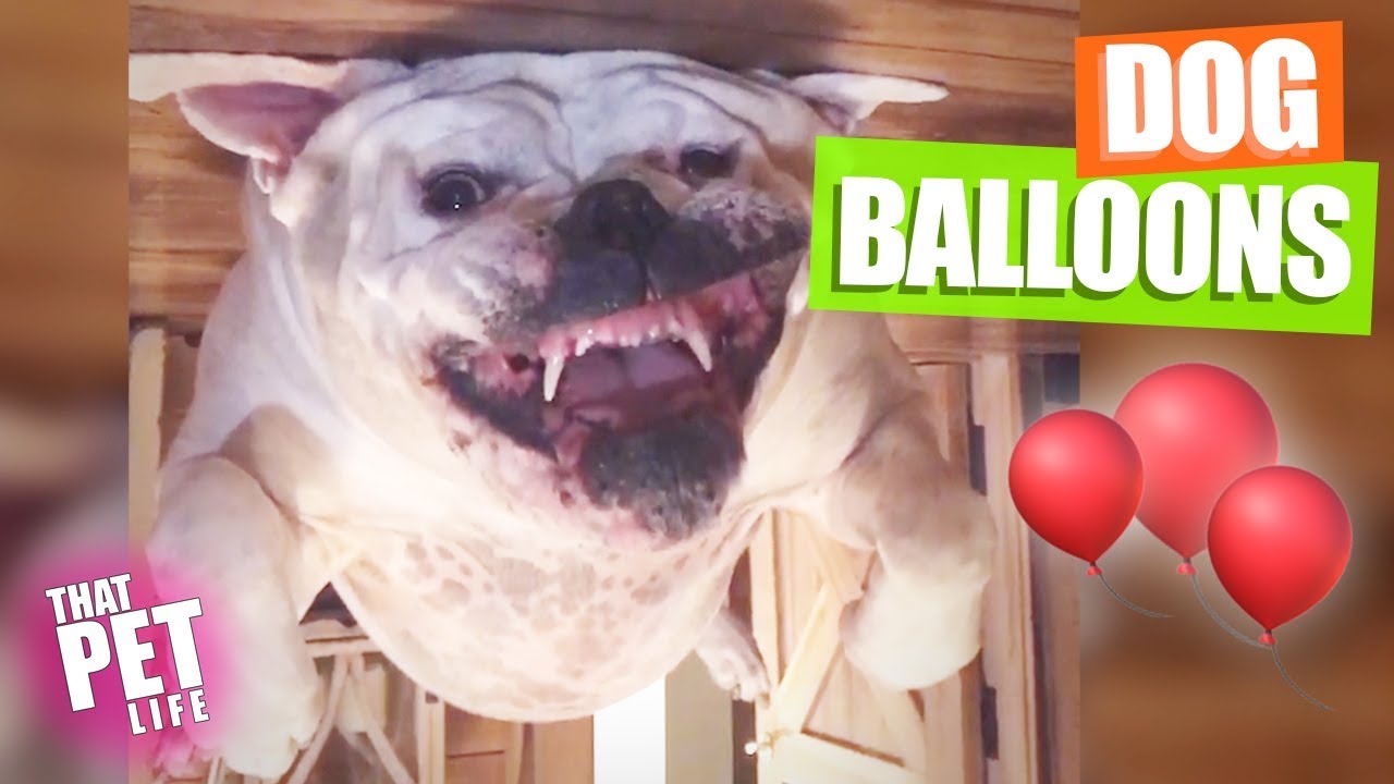 Dog Balloons Stuck to the Ceiling| Funny Animal Compilation - YouTube