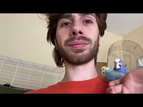 Sultan papağanlarım yumurtladı guineapiglerim ve Chincilla larım doğurdu son durum vlog.