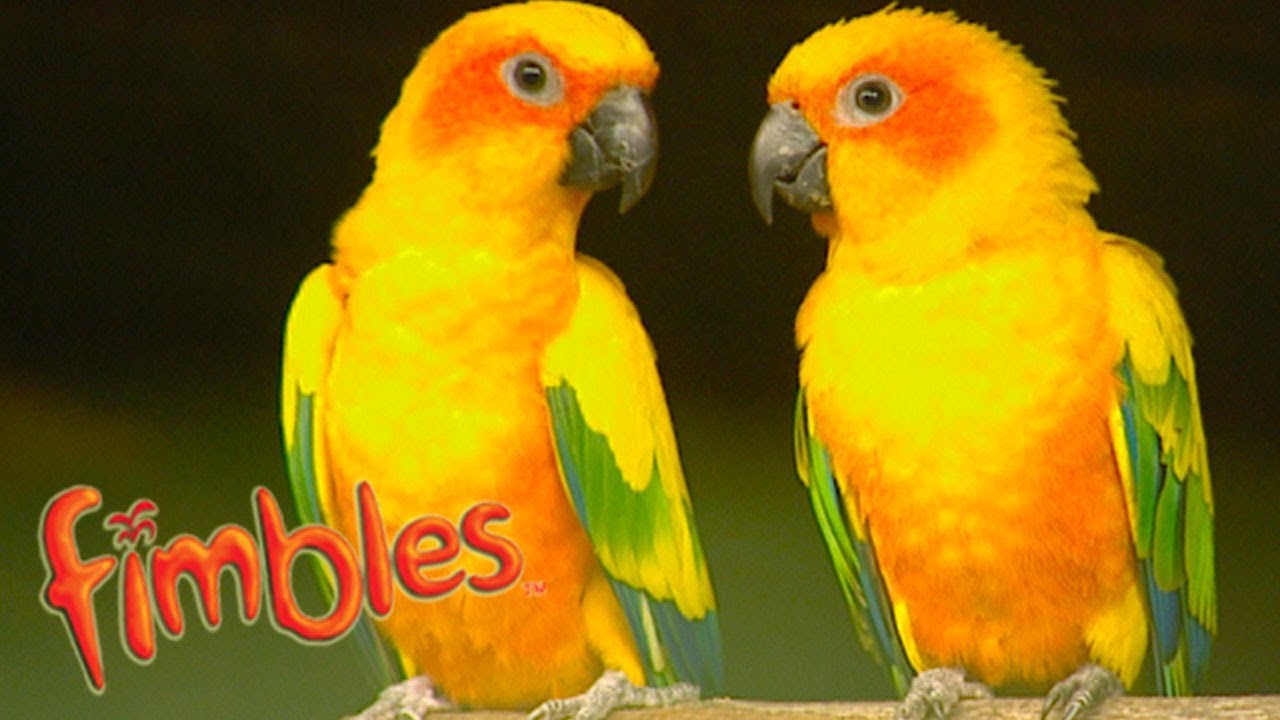 Fimbles | Bird Song | HD Full Episodes | Cartoons for Children | The ...