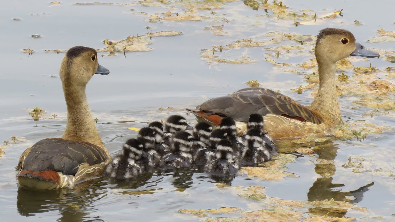 LIZARD vs DUCKS: Part 2: The REUNION - YouTube