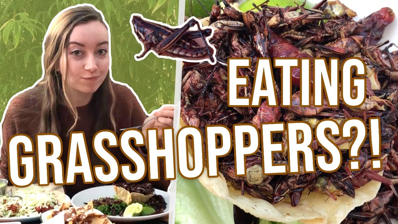 Tasty adventures in LA: how to eat bugs in a Mexican delicacy ...
