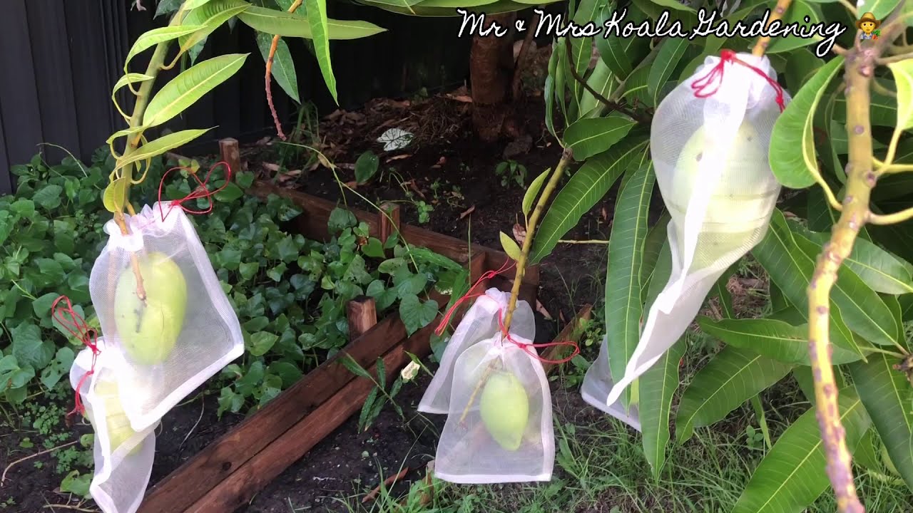 Keeping the Mango Fruit Safe from Bugs, Birds and Bats - YouTube