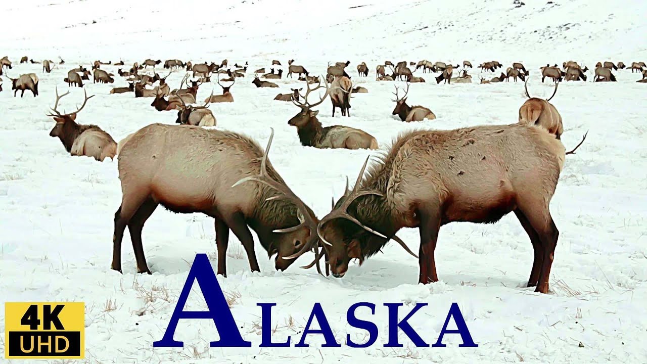ALASKA 4K Relaxation Film/ Wildlife, Landscapes , Nature Sounds ...