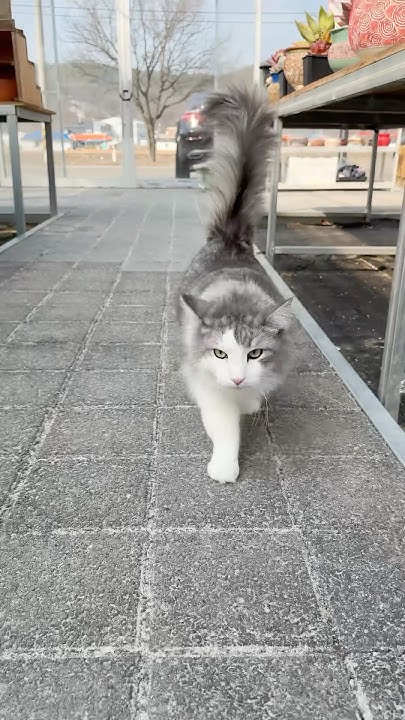 My cat really likes to tease me! #cat #cats - YouTube