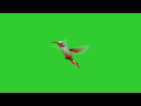 Flying colourfully bird green screen pack - YouTube