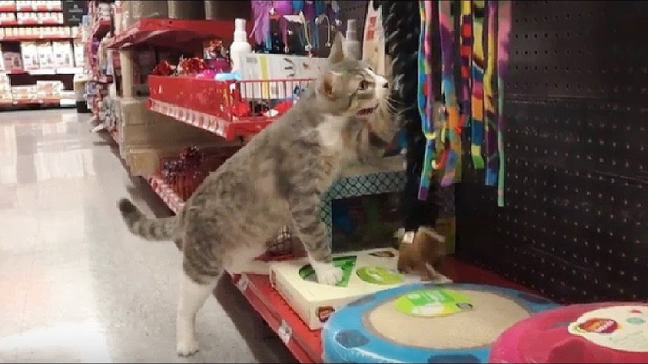 Shopping Kitty Style - Fun Teen Kitten Tyler Shops at the Pet Store ...