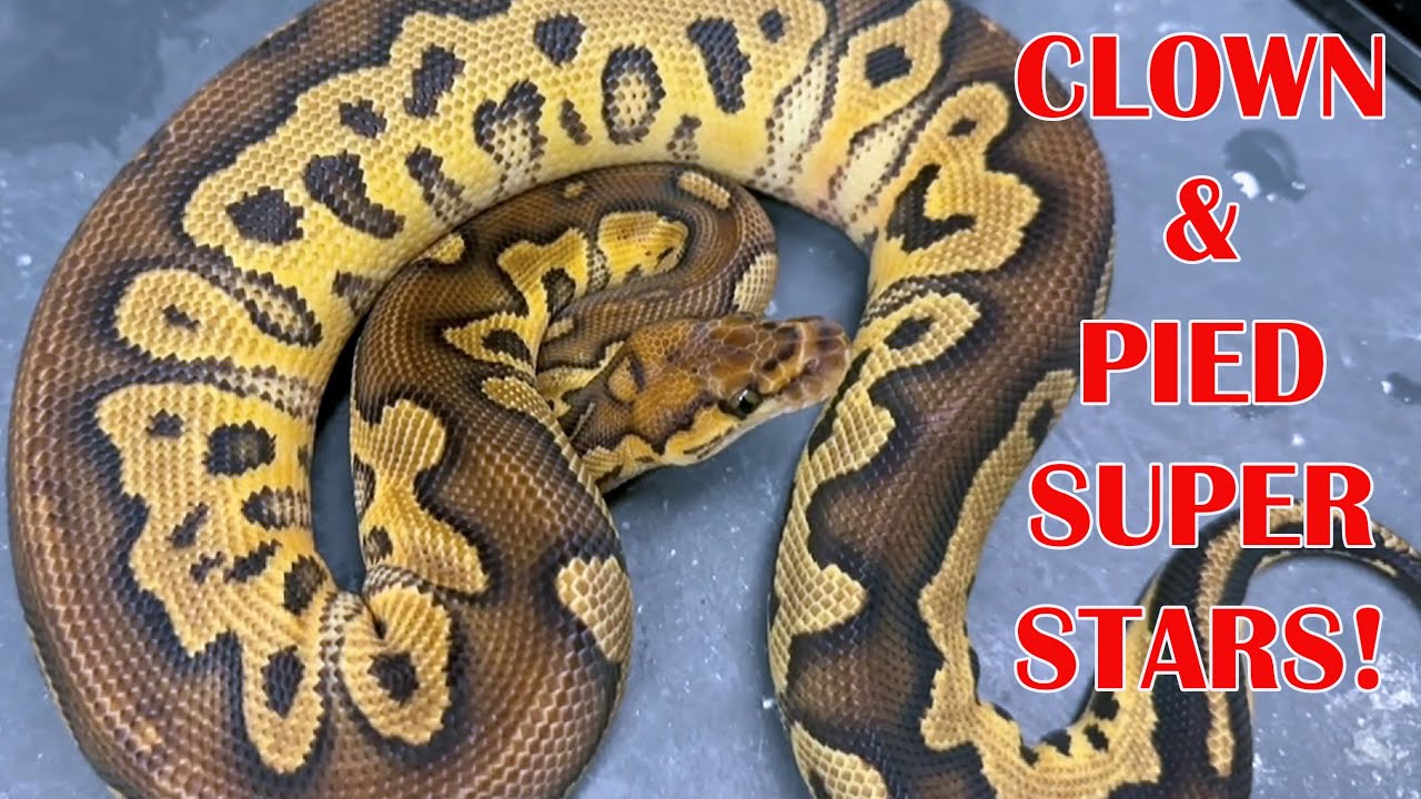HIGH-END CLOWN & PIED BALL PYTHONS! - YouTube