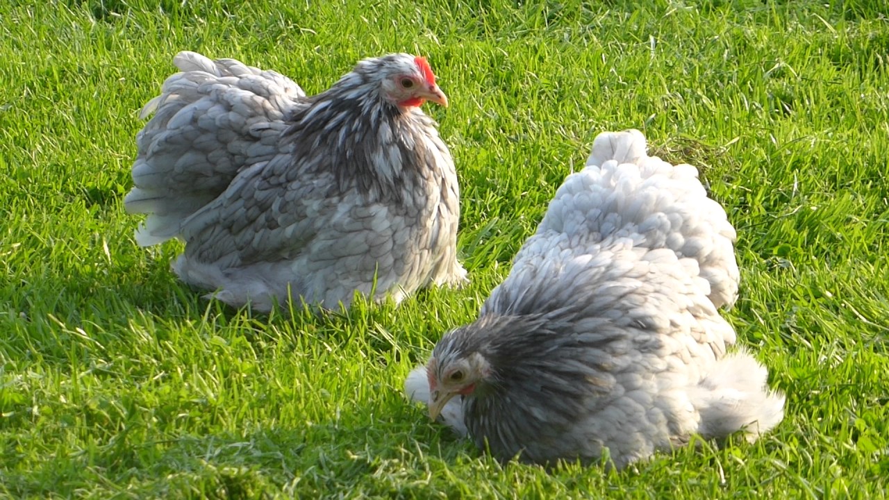 Blue Mottled Pekin Bantams - YouTube