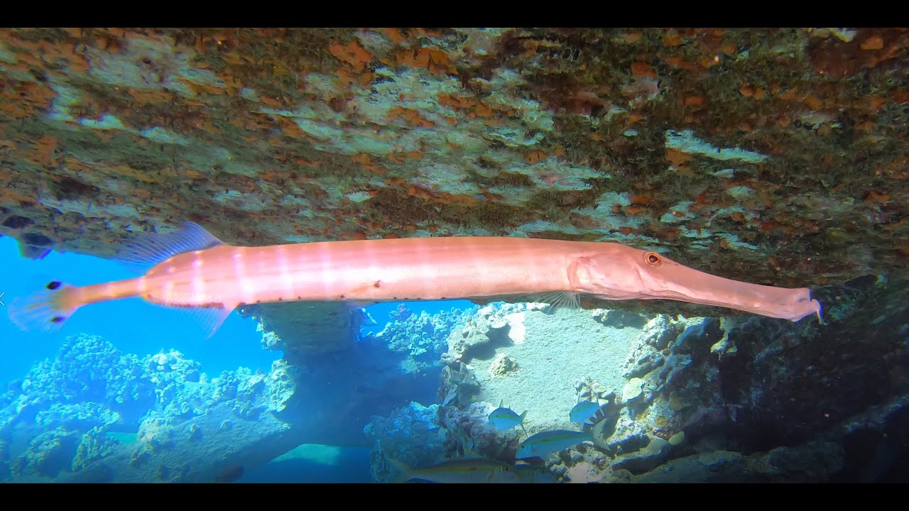 Dive Maui Mala Ramp - YouTube