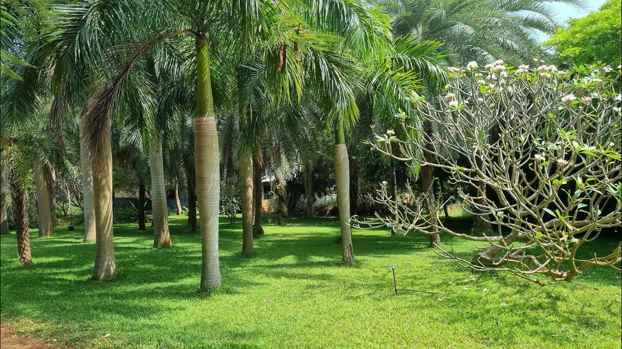 Natural Hut Room, Dune Eco Village resort - Pondicherry - YouTube