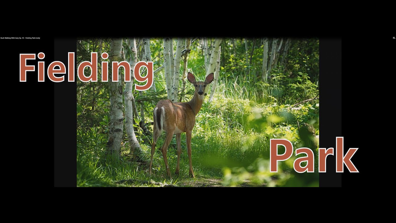 Bush Walking With Gary Ep. 10 - Fielding Park Lively - YouTube