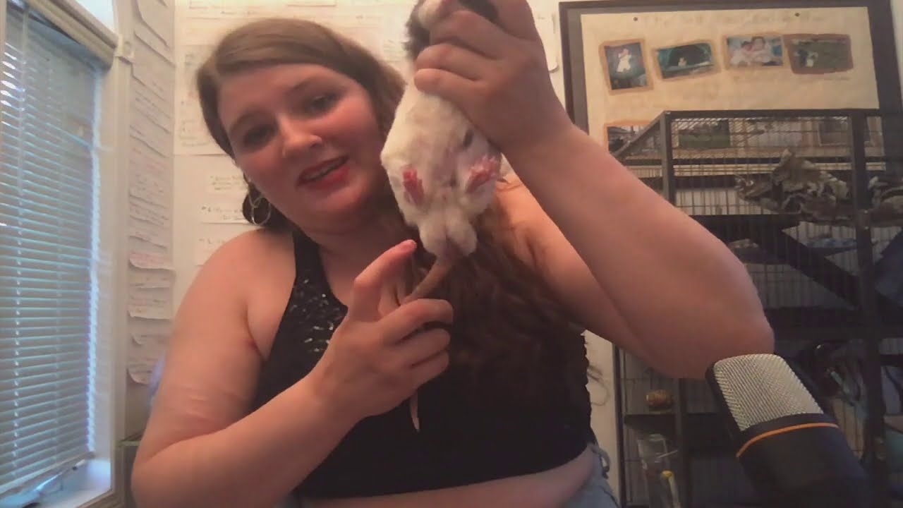 Basic Rat Anatomy - YouTube