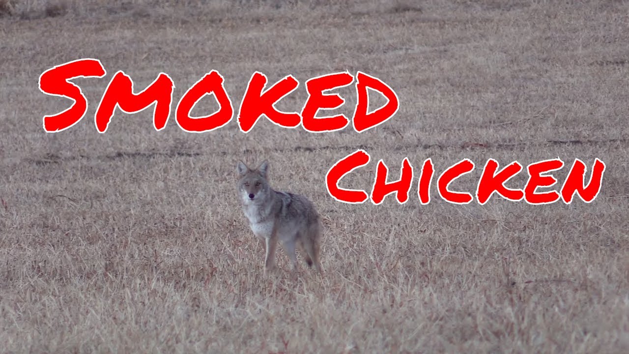 Coyote Hunting Episode #12 "Smoked Chicken" - YouTube