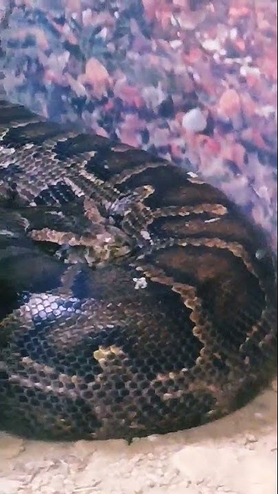 Burmese python😱🐍#shorts #snake ||10 Biggest Snakes Ever Caught On ...