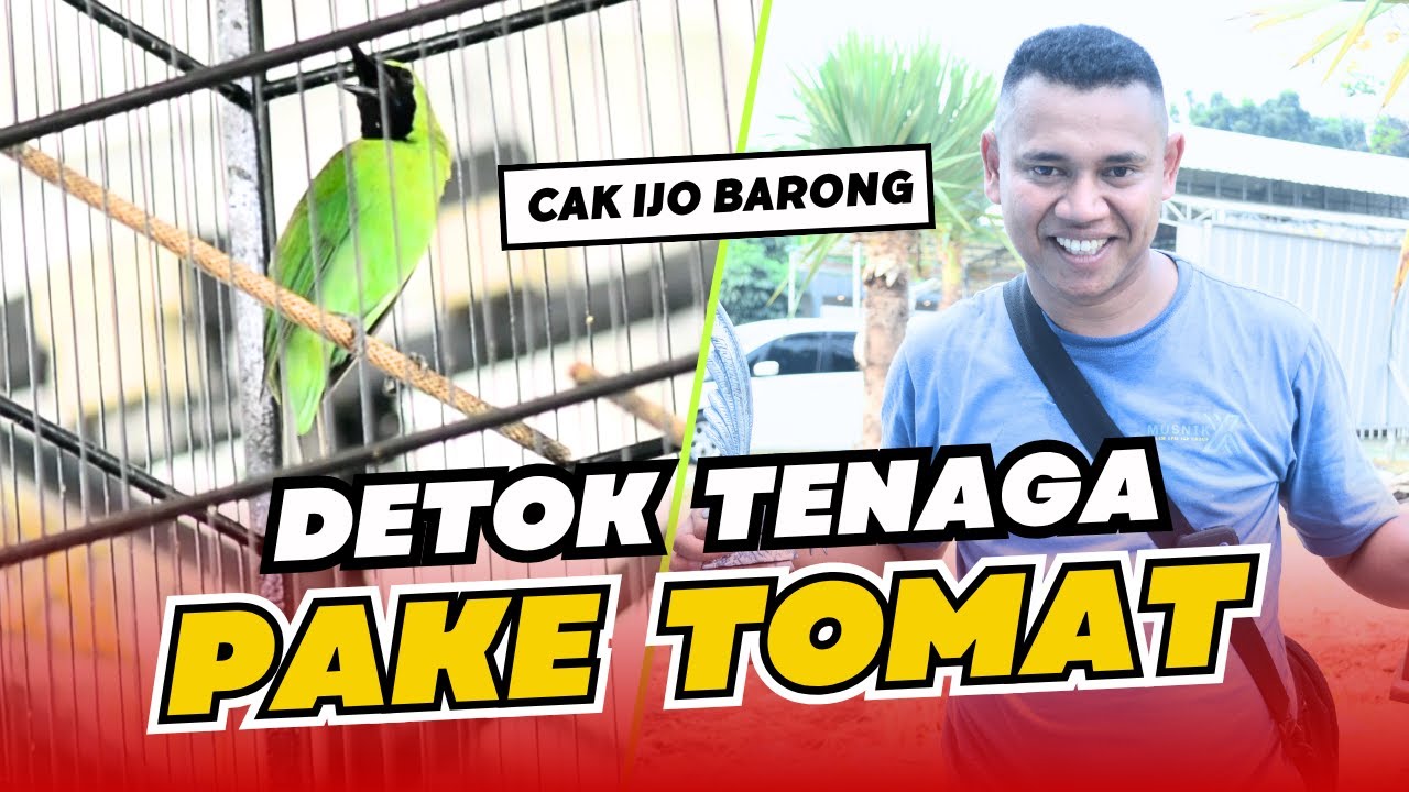 [CI BARONG] Cucak Ijo BARONG detok cak ijo pake TOMAT settingan TOMAT ...