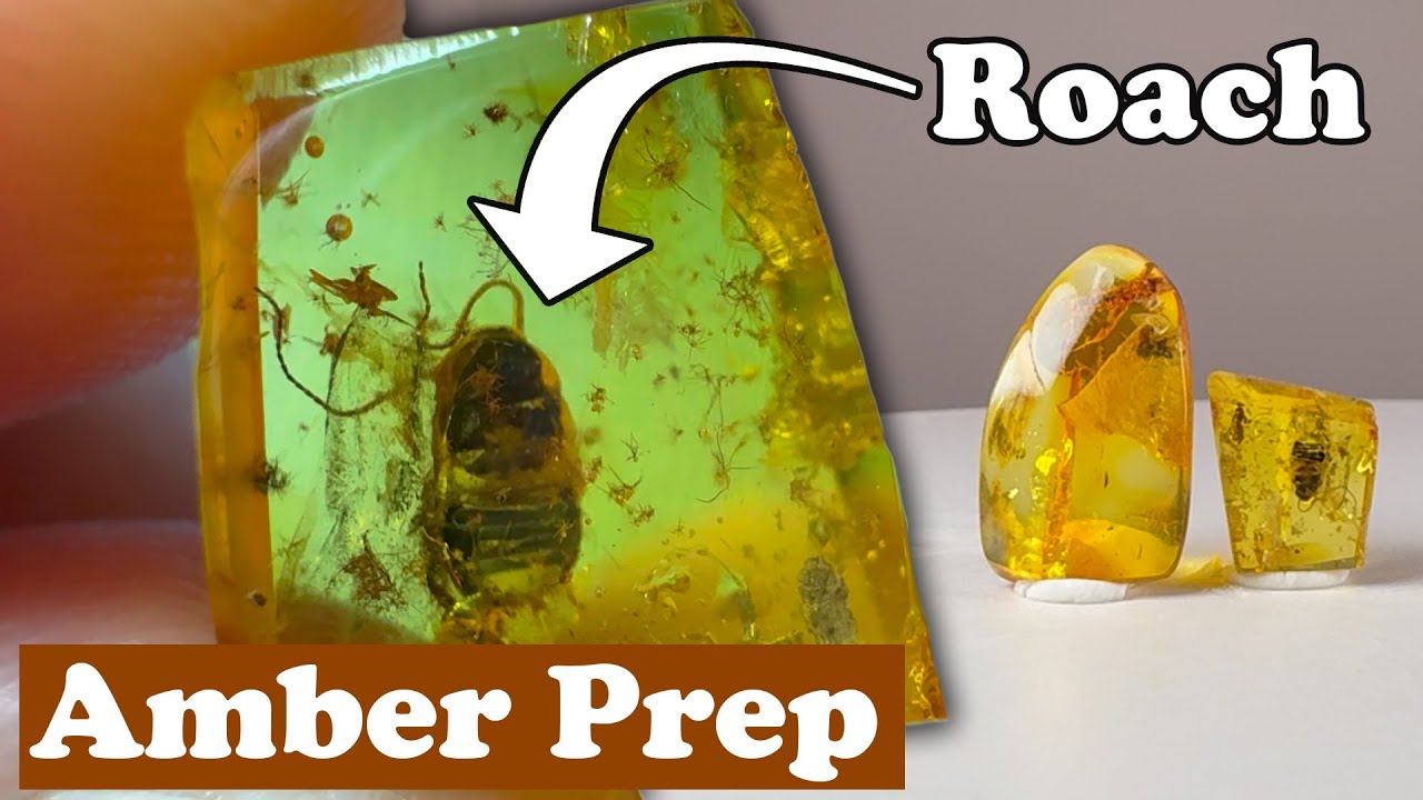 Fantastic roach in baltic amber! Amber prep - YouTube