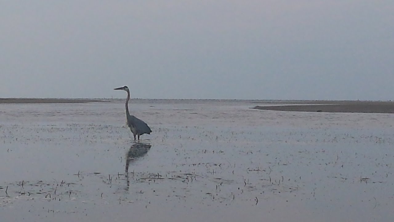 A haron (bird) who gave me a treat I've never experienced before! - YouTube