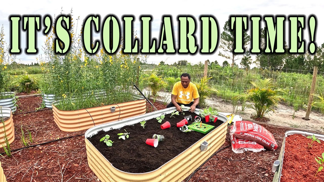 “It’s Collard Time! Let’s Grow Some Greens” - YouTube