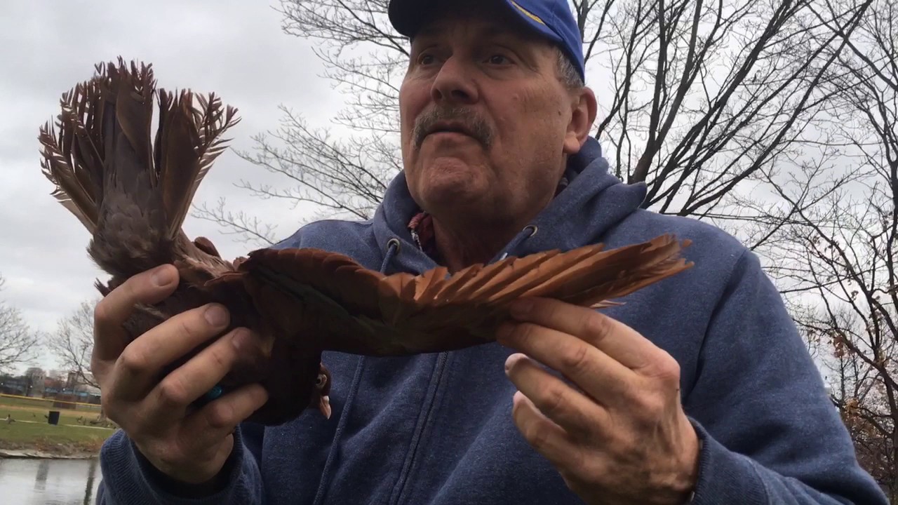 Parlor Rollers - not all pigeons fly - YouTube