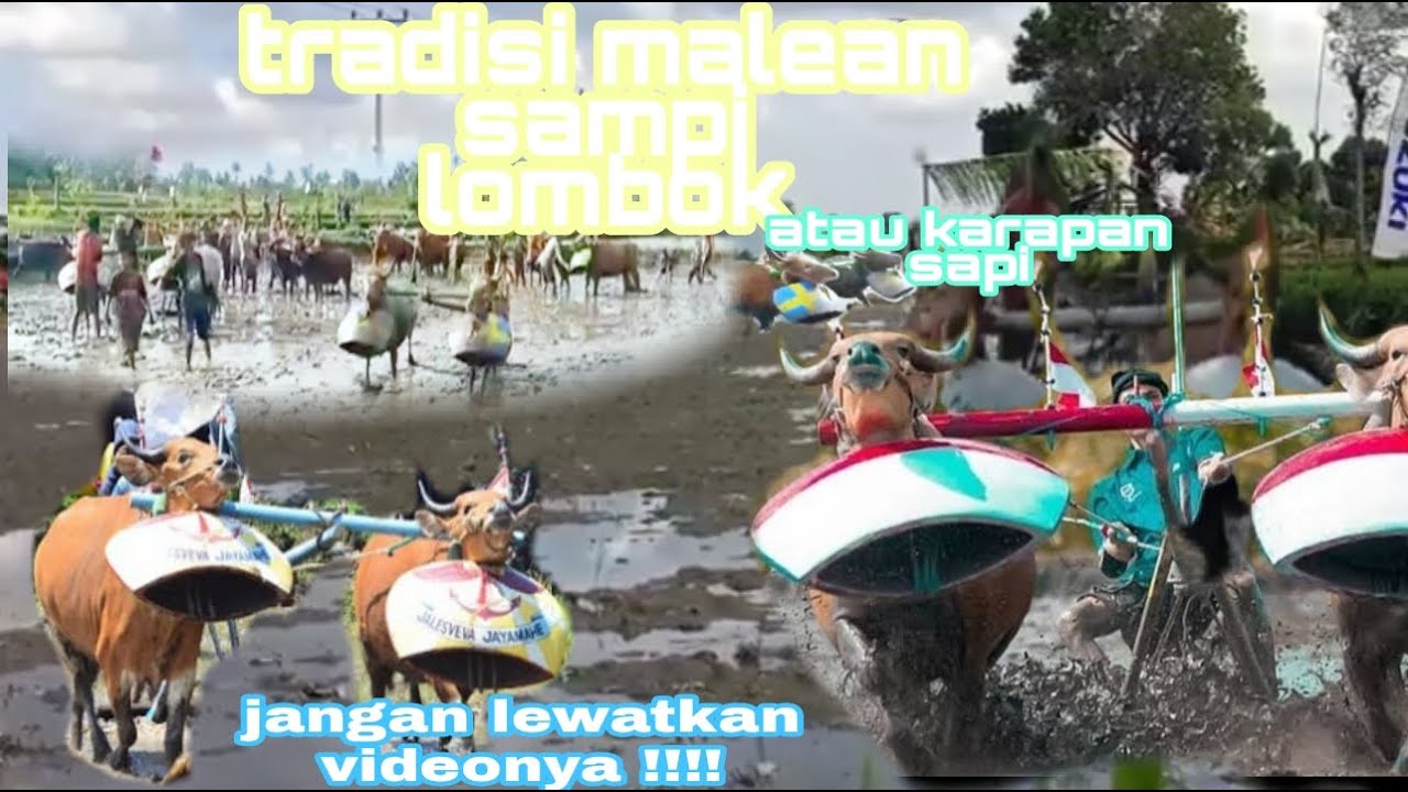 tradisi budaya //malean sampi lombok atau karapan sapi yg biasa di ...